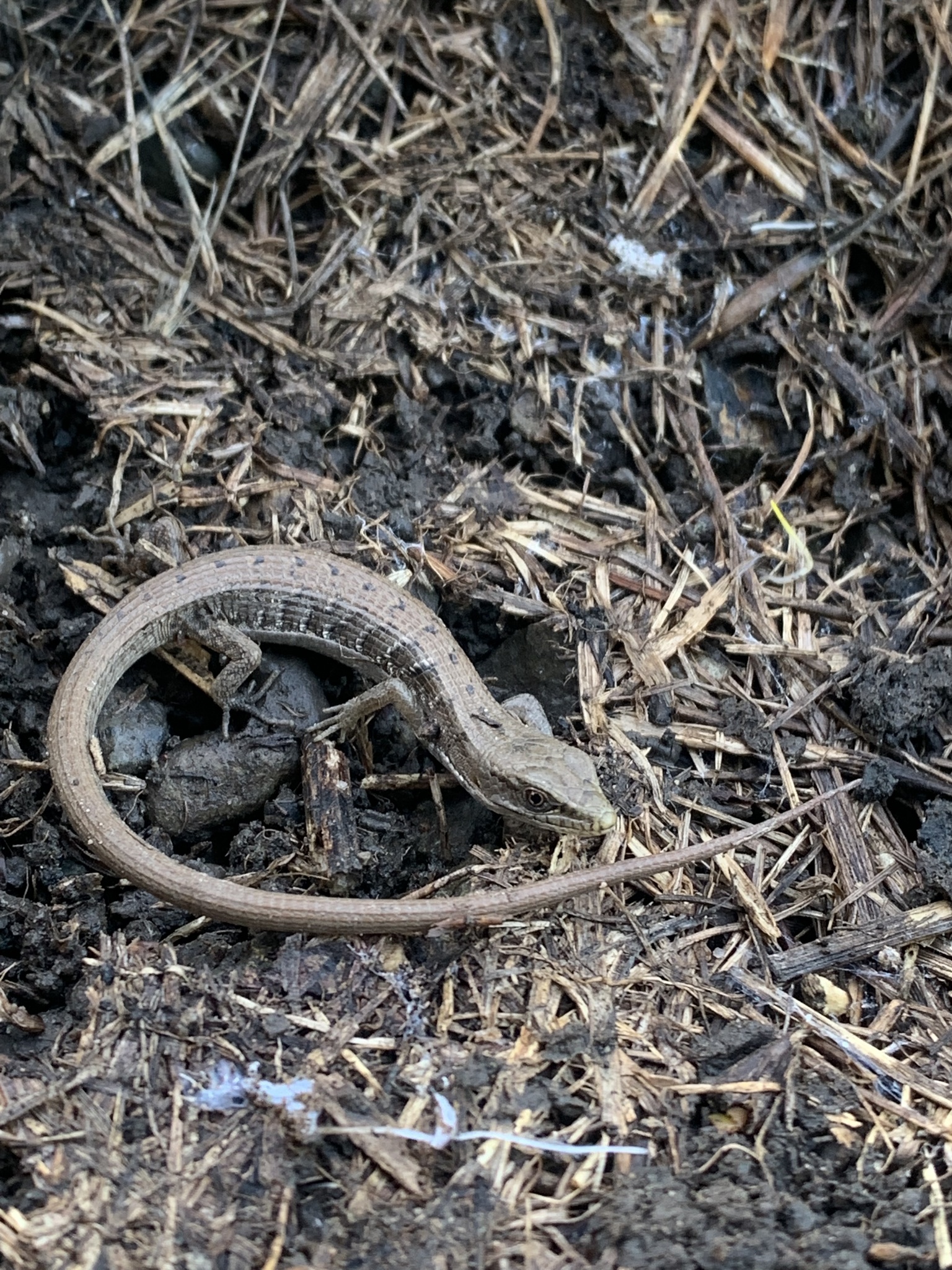 Elgaria multicarinata (Blainville, 1835)