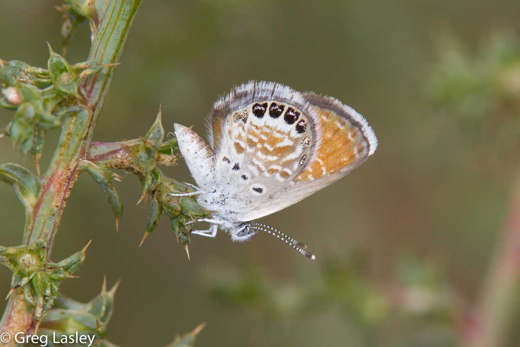Western Pygmy-Blue (Butterflies and Host Plants of California ...