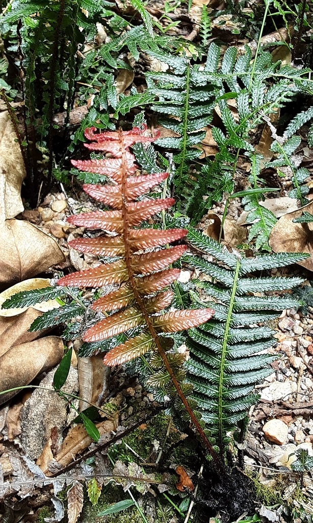 Prickly Rasp fern from Growee NSW 2849, Australia on January 18, 2023 ...