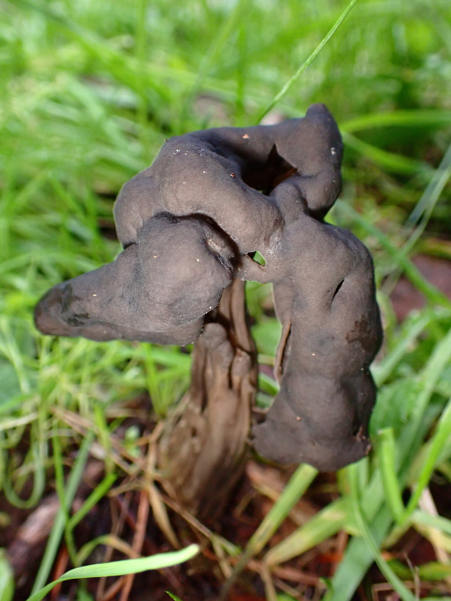 Helvella vespertina N.H.Nguyen & Vellinga