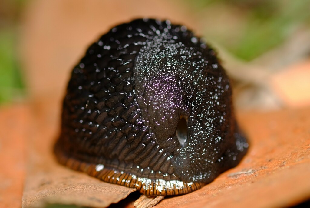 Black Slug (Casa Tortuga) · iNaturalist