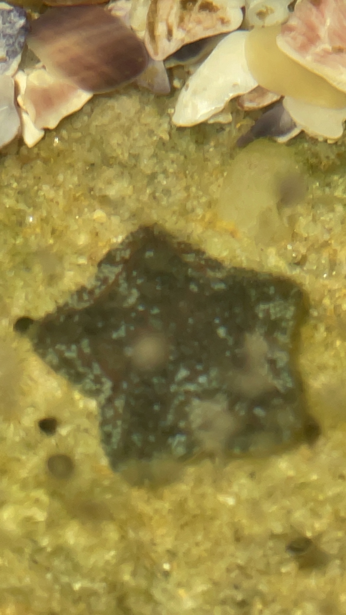 Parvulastra O'Loughlin, 2004