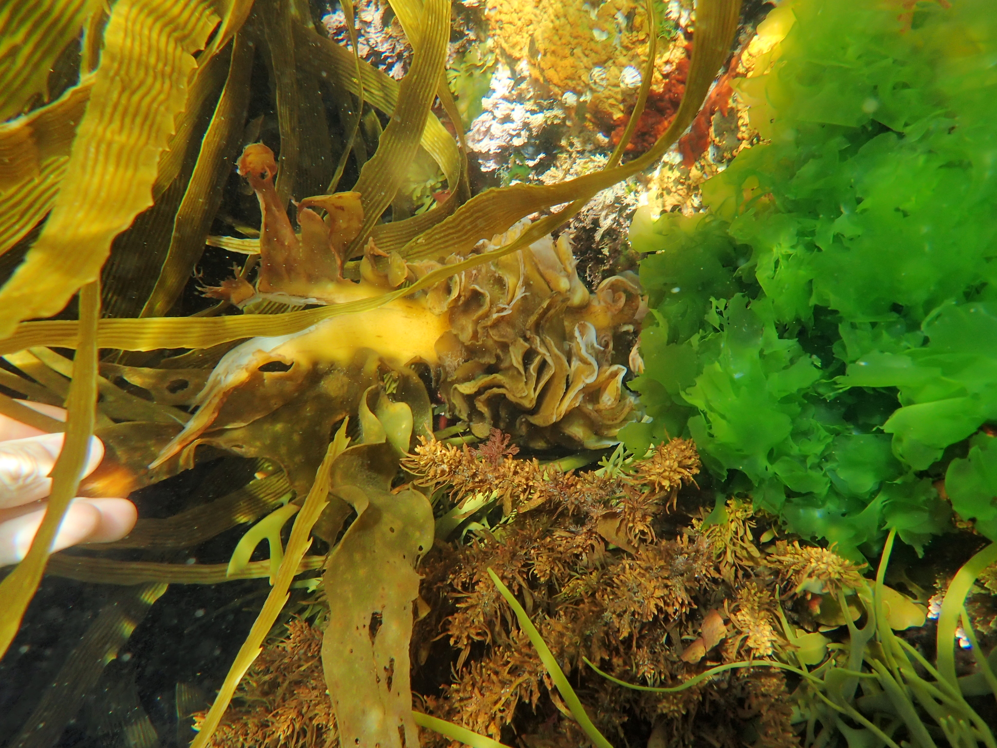 Undaria pinnatifida (Harv.) Suringar