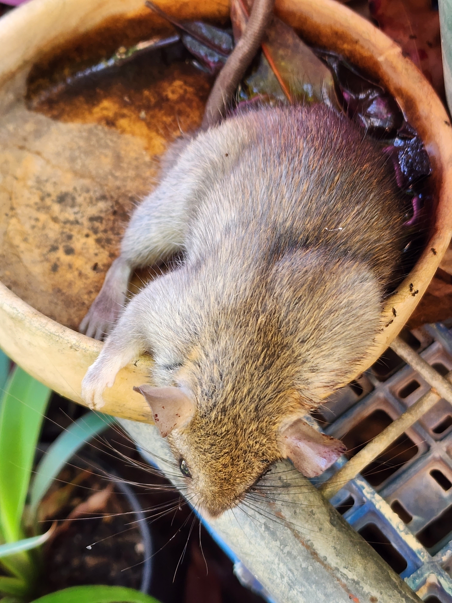 Rattus rattus (Linnaeus, 1758)