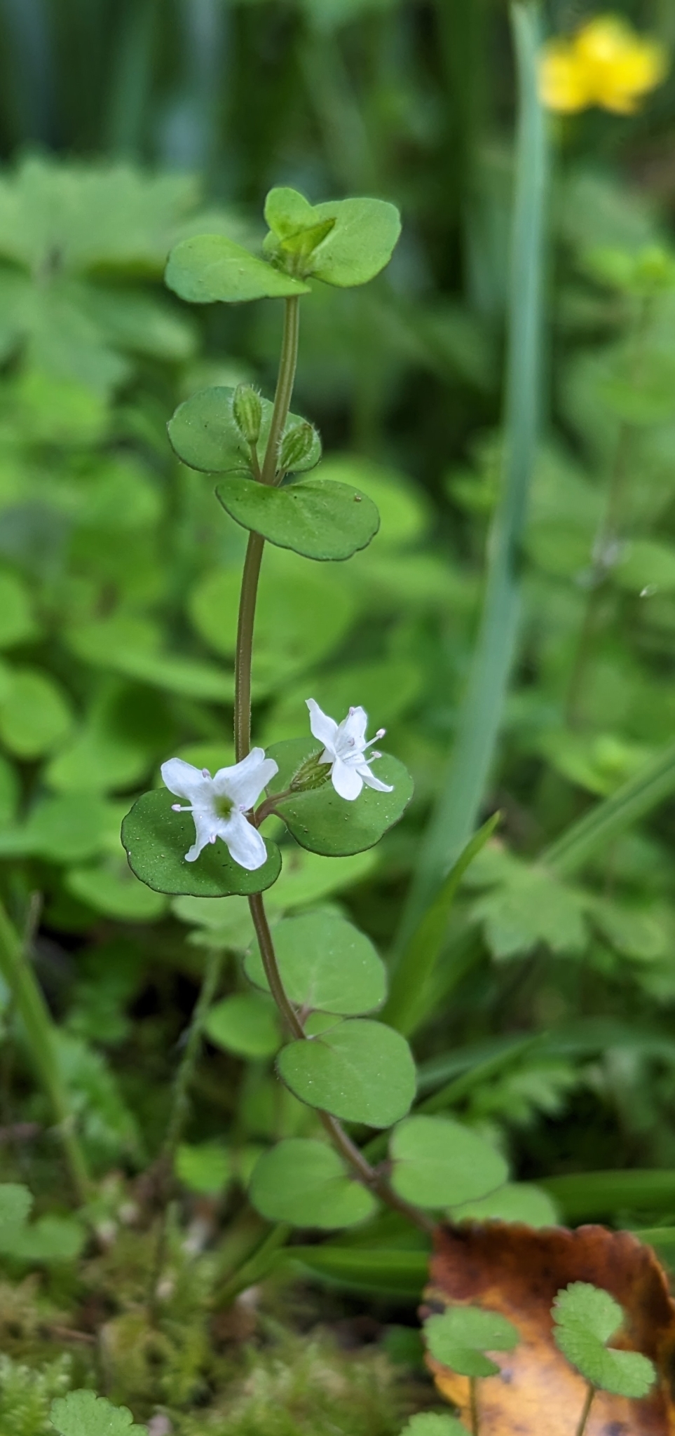 Mentha cunninghamii (Benth.) Benth.