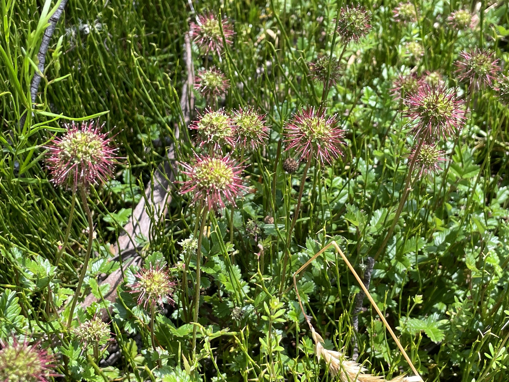 Acaena novae-zelandiae Kirk