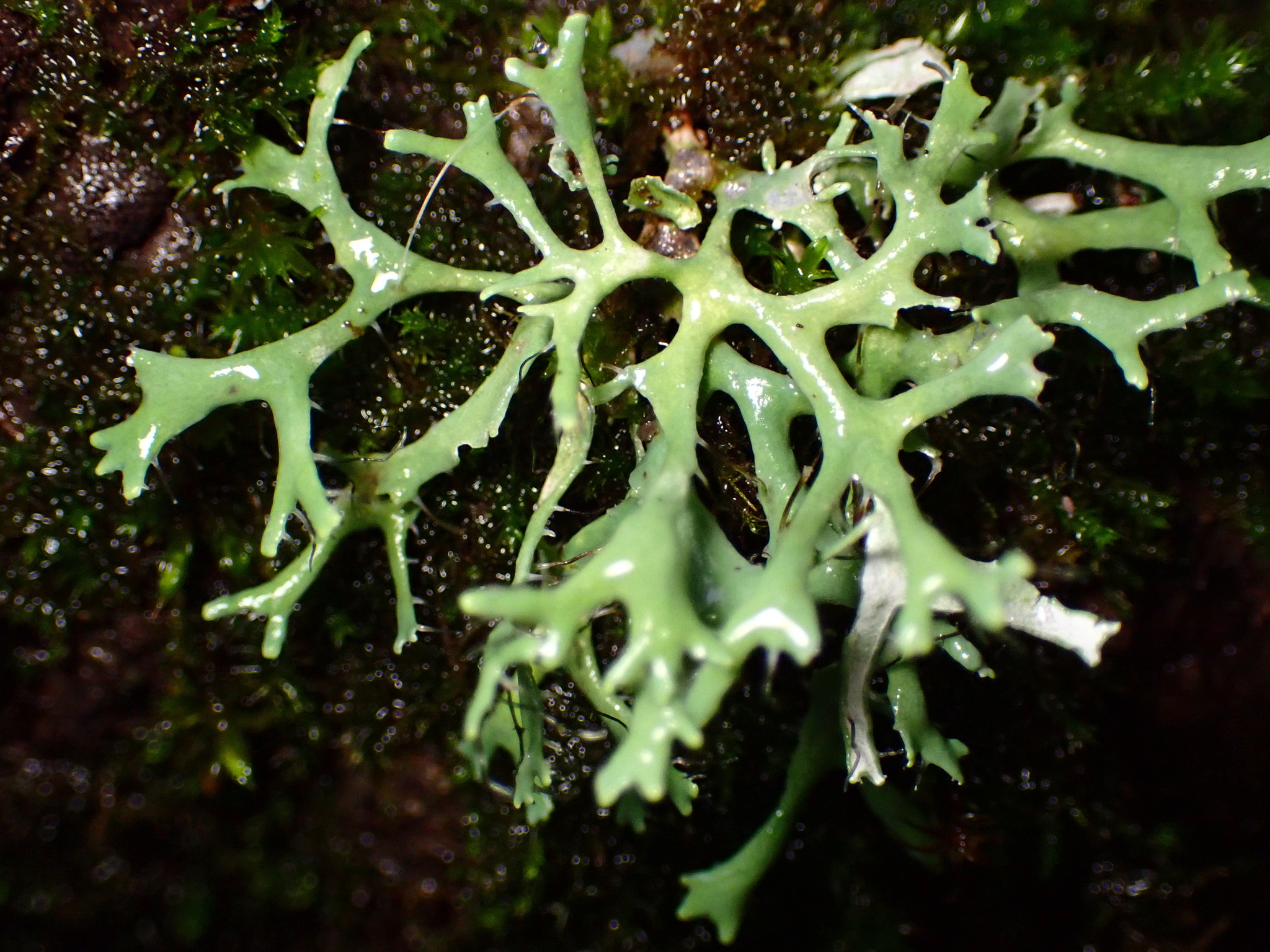 Leucodermia leucomelos (L.) Kalb