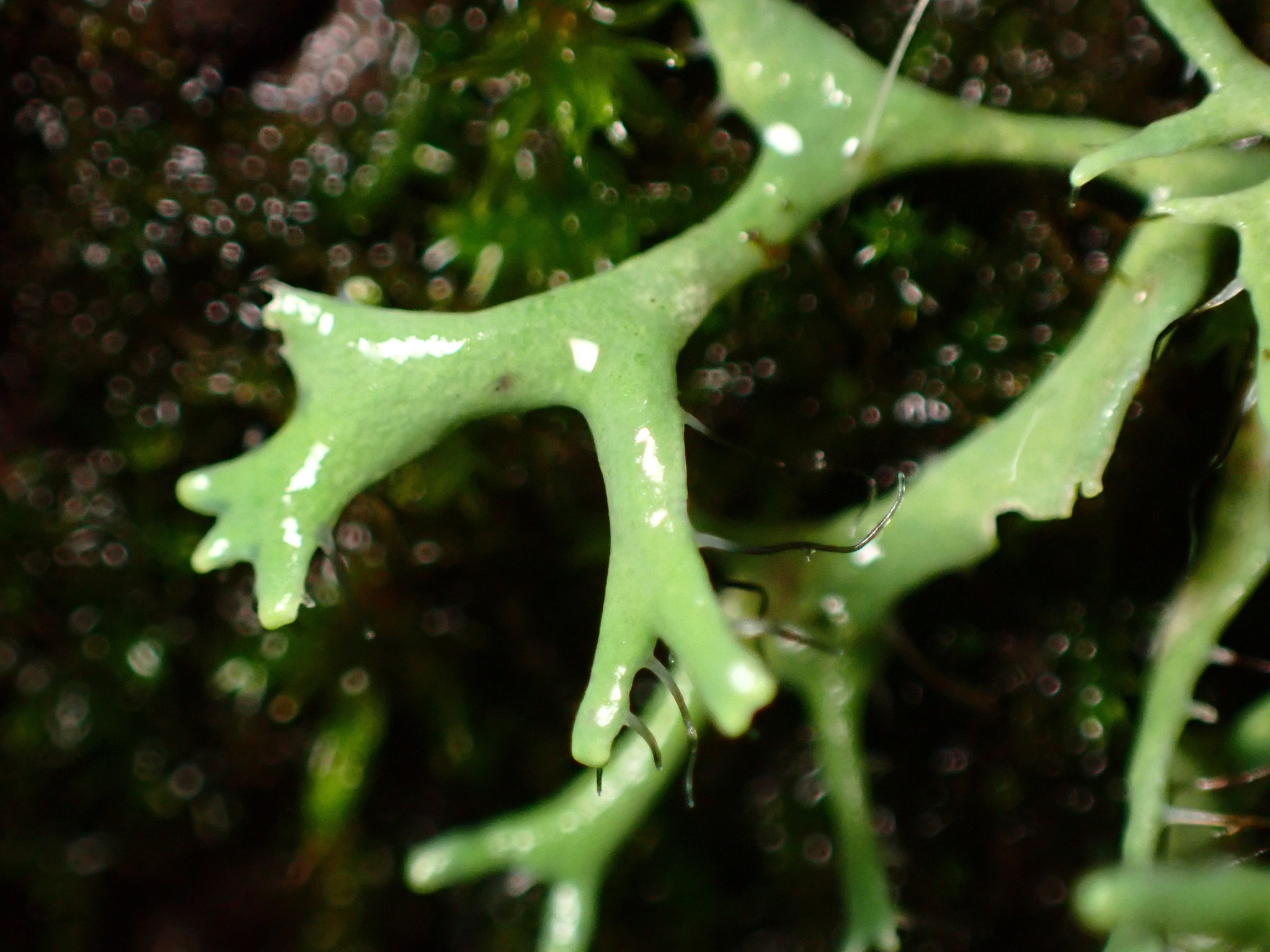 Leucodermia leucomelos (L.) Kalb