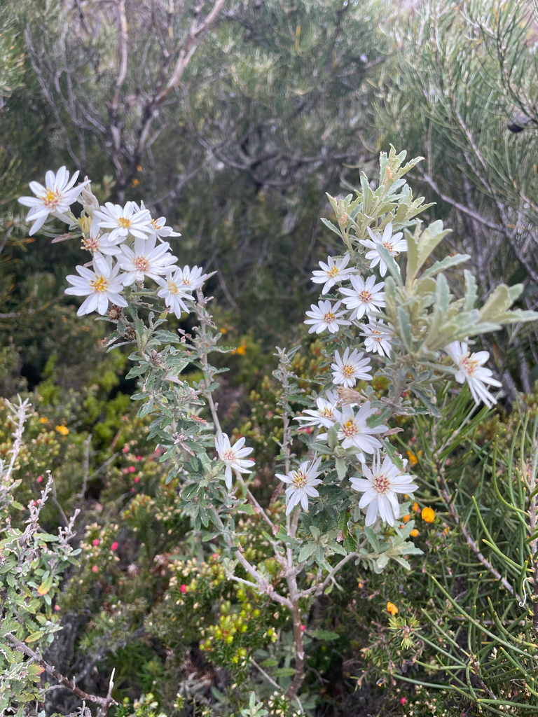 Asthma Bush from Ben Lomond on December 30, 2022 at 02:34 PM by ...