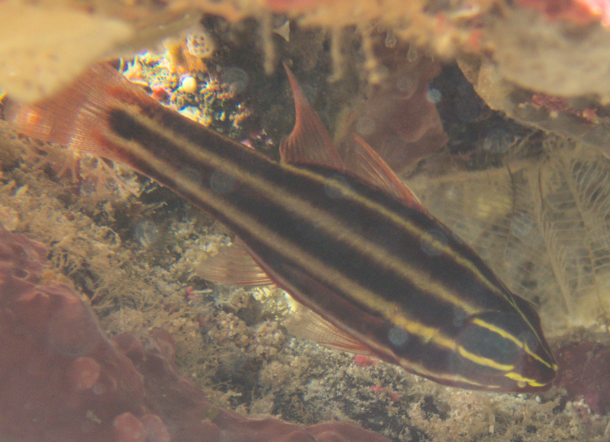 Apogonidae