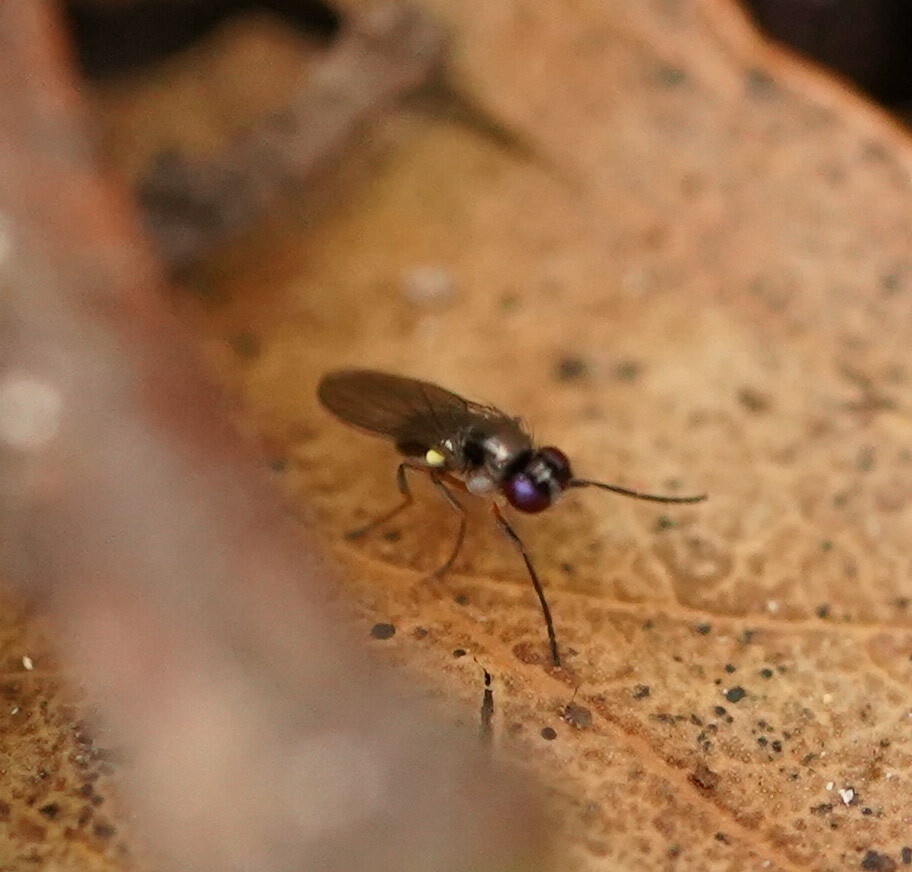Ephydridae