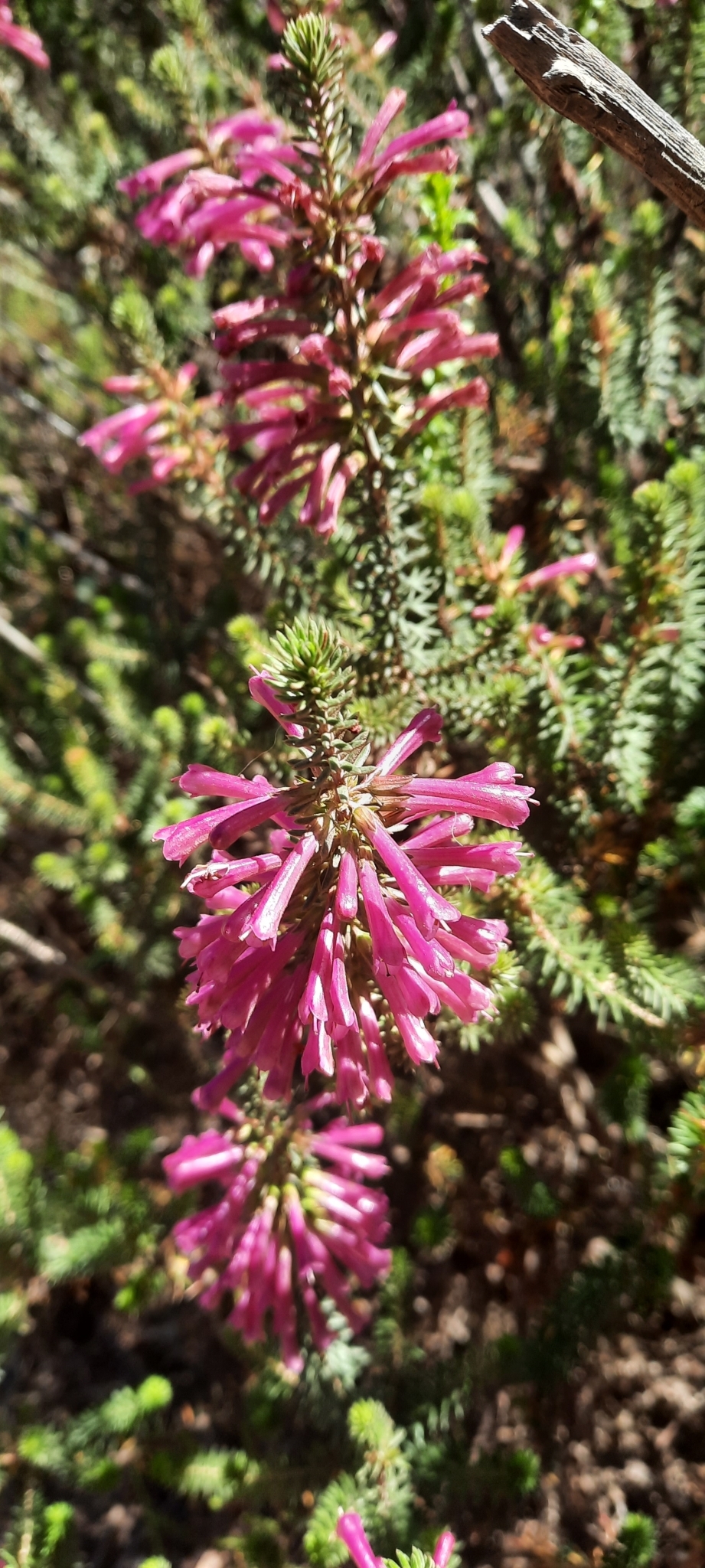 Erica abietina L.