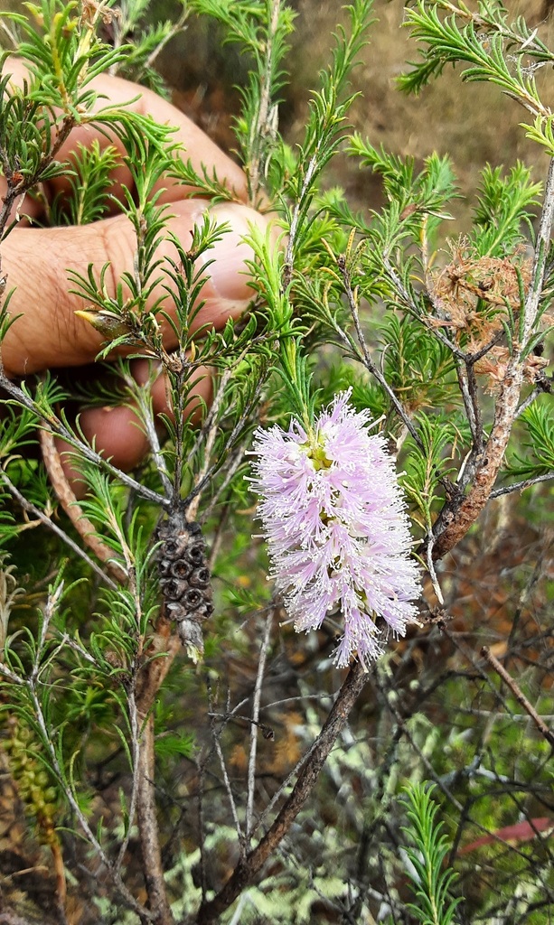 Melaleuca diosmatifolia from Bogee NSW 2849, Australia on January 18 ...