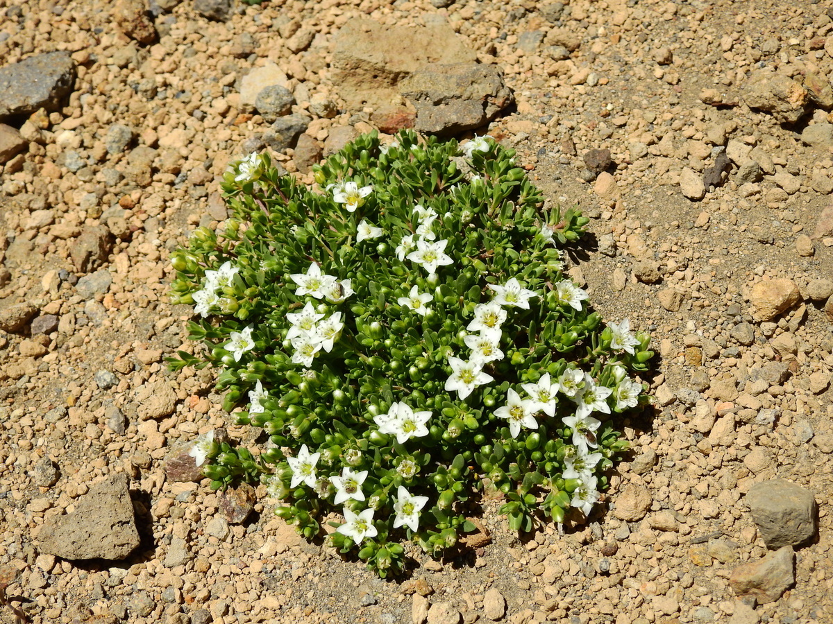 Arenaria serpens Kunth