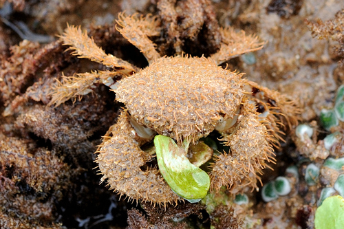 Pilumnus pulcher · iNaturalist