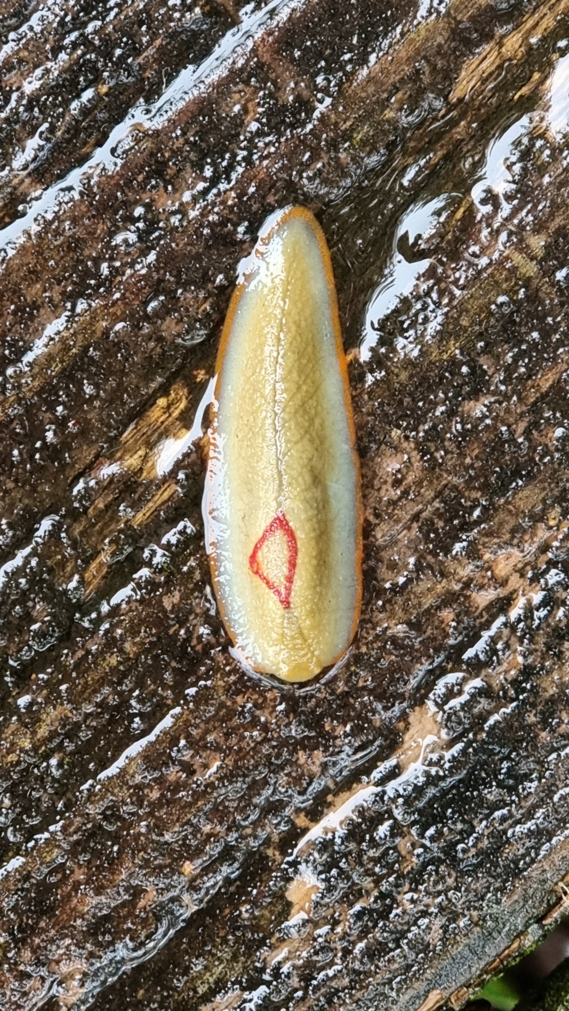 Triboniophorus graeffei Humbert, 1863