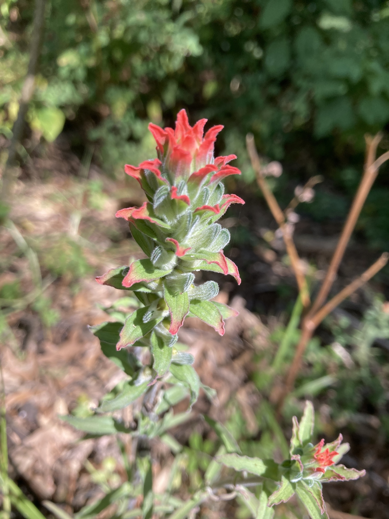 Castilleja arvensis Cham. & Schltdl.