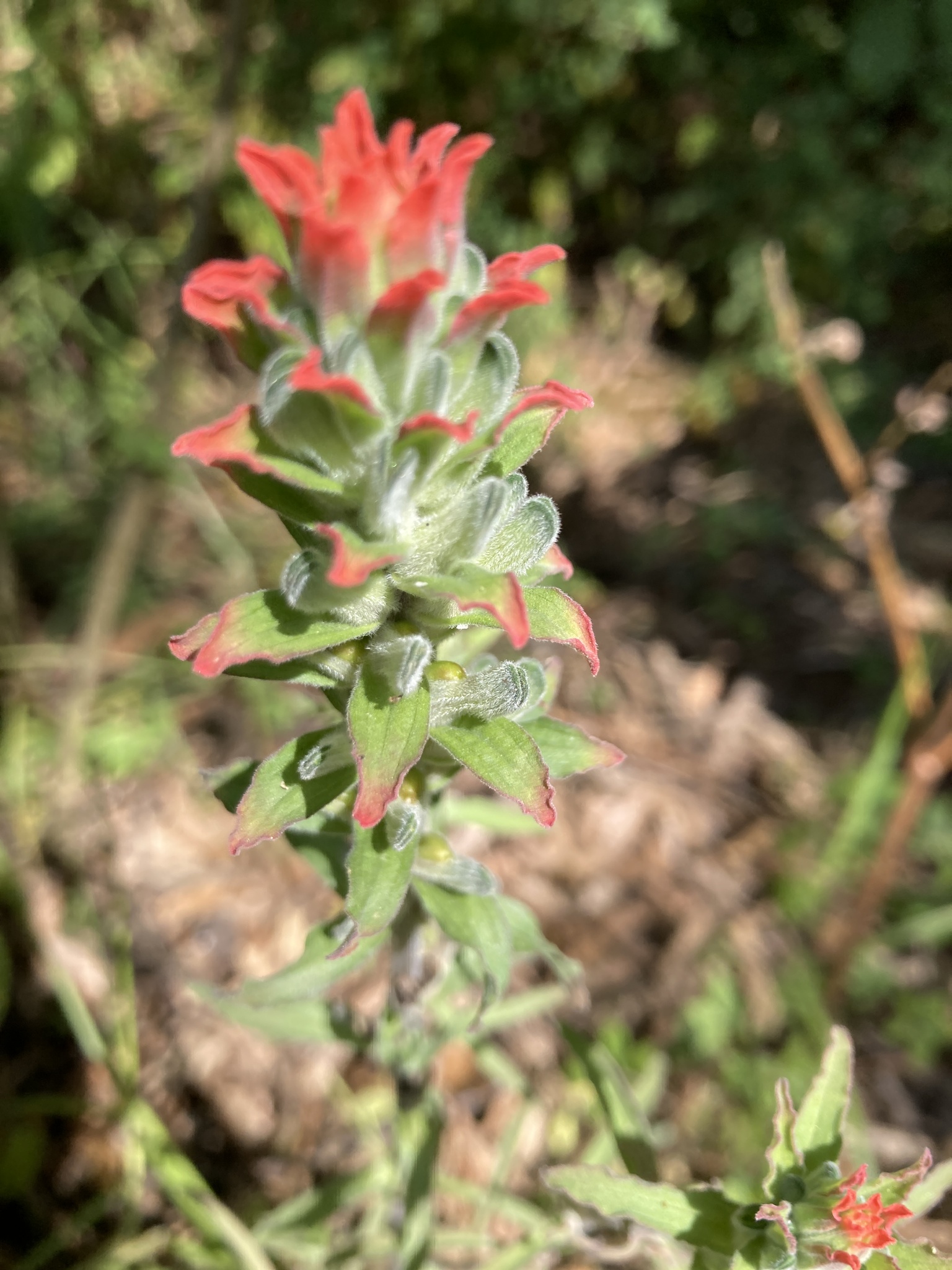 Castilleja arvensis Cham. & Schltdl.