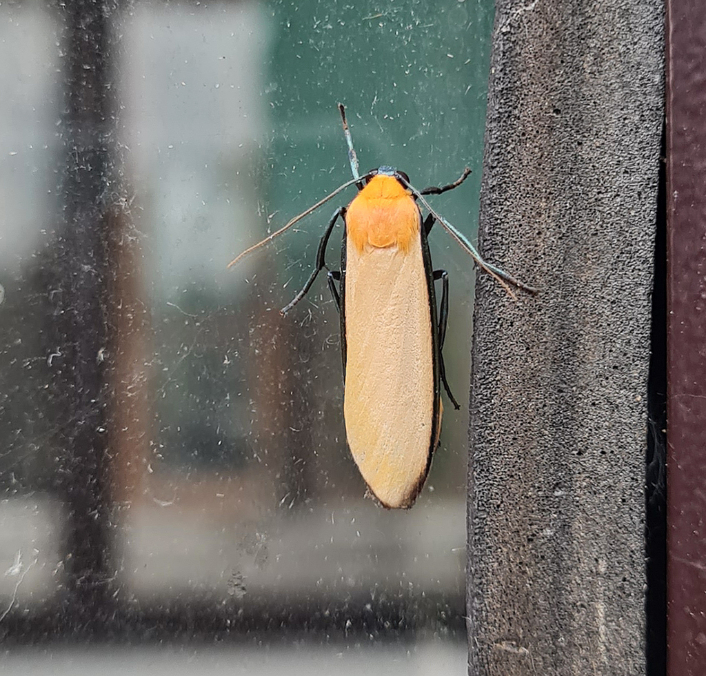 Four-spotted Footman from Upper Sichey, Gangtok, Sikkim, India on July ...