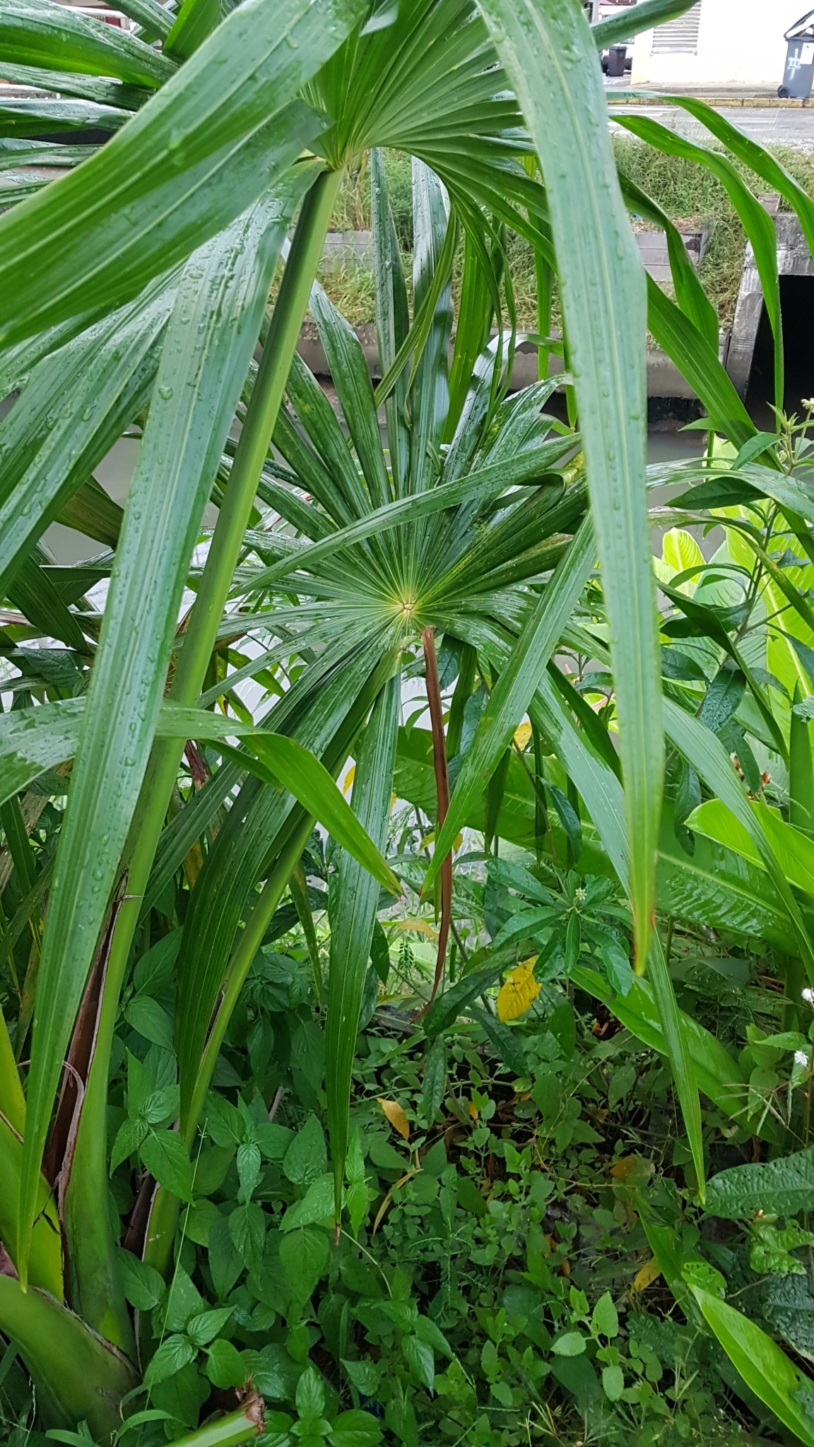 Mauritia flexuosa L.f.