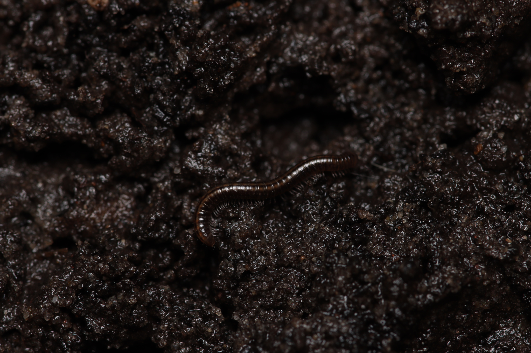 Brachyiulus pusillus (Leach, 1814)