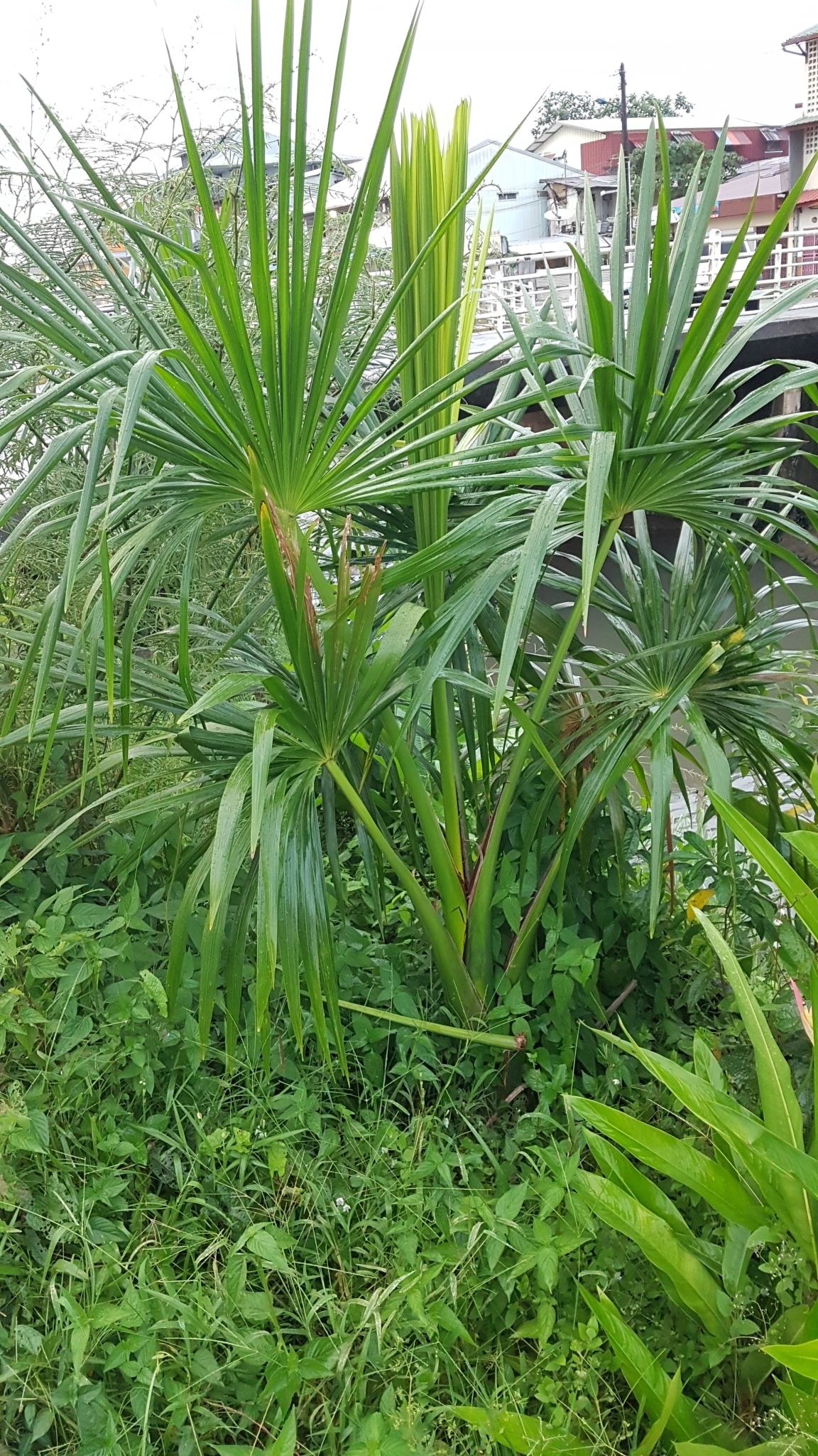 Mauritia flexuosa L.f.