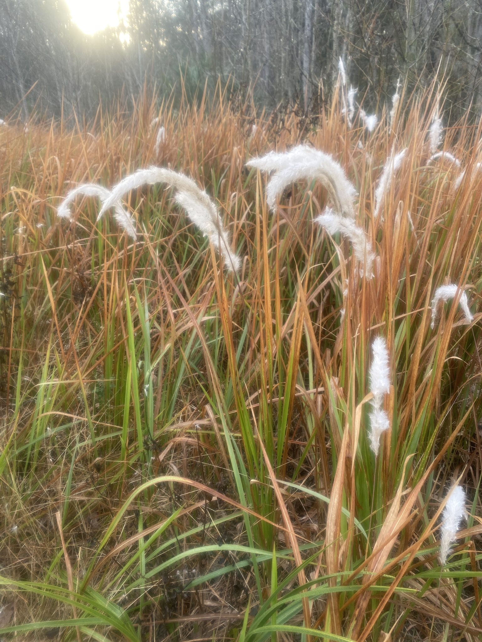 Imperata cylindrica (L.) P.Beauv.