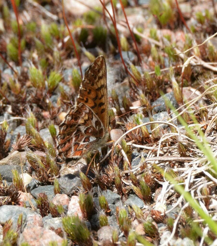 Freija Fritillary from inactive gravel pit, Murray Road, Algoma ...