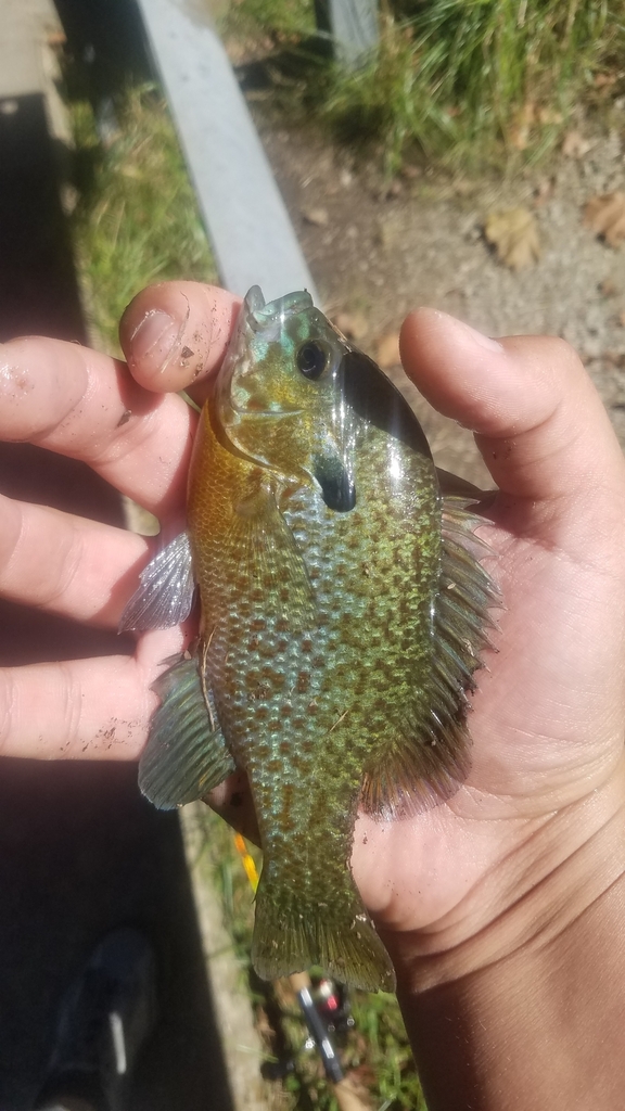Redbreast × Bluegill Sunfish from Robeson Township, PA, USA on October ...