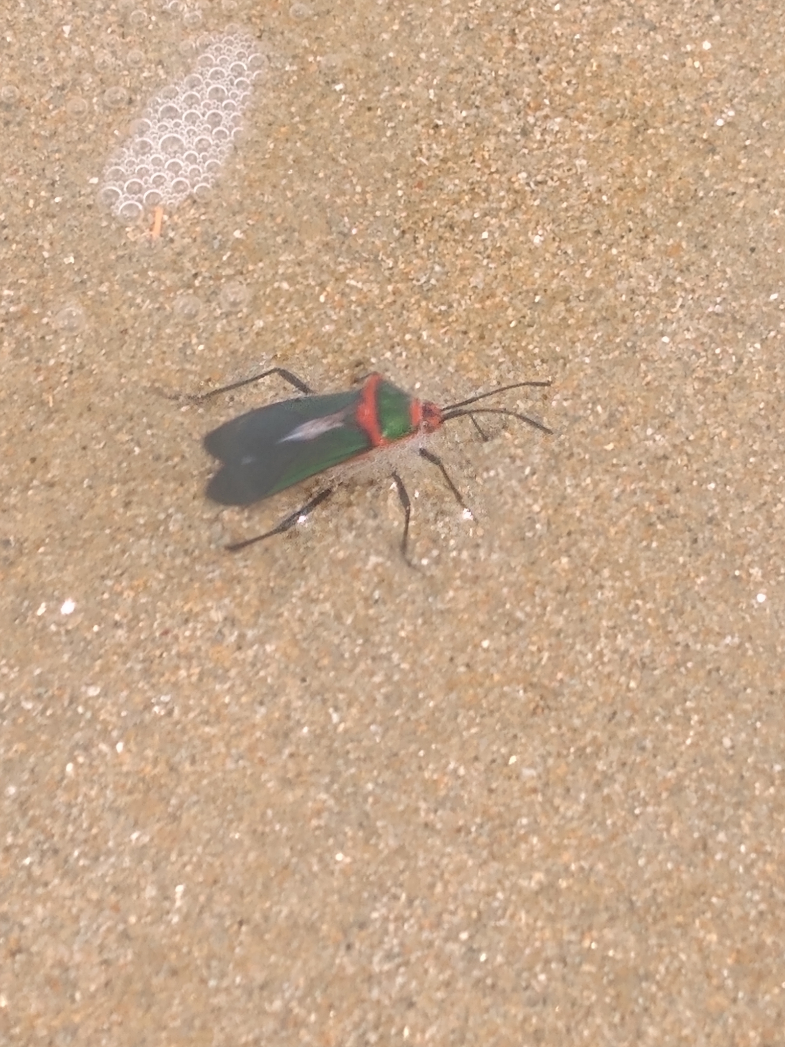 Sphictyrtus Stål, 1860