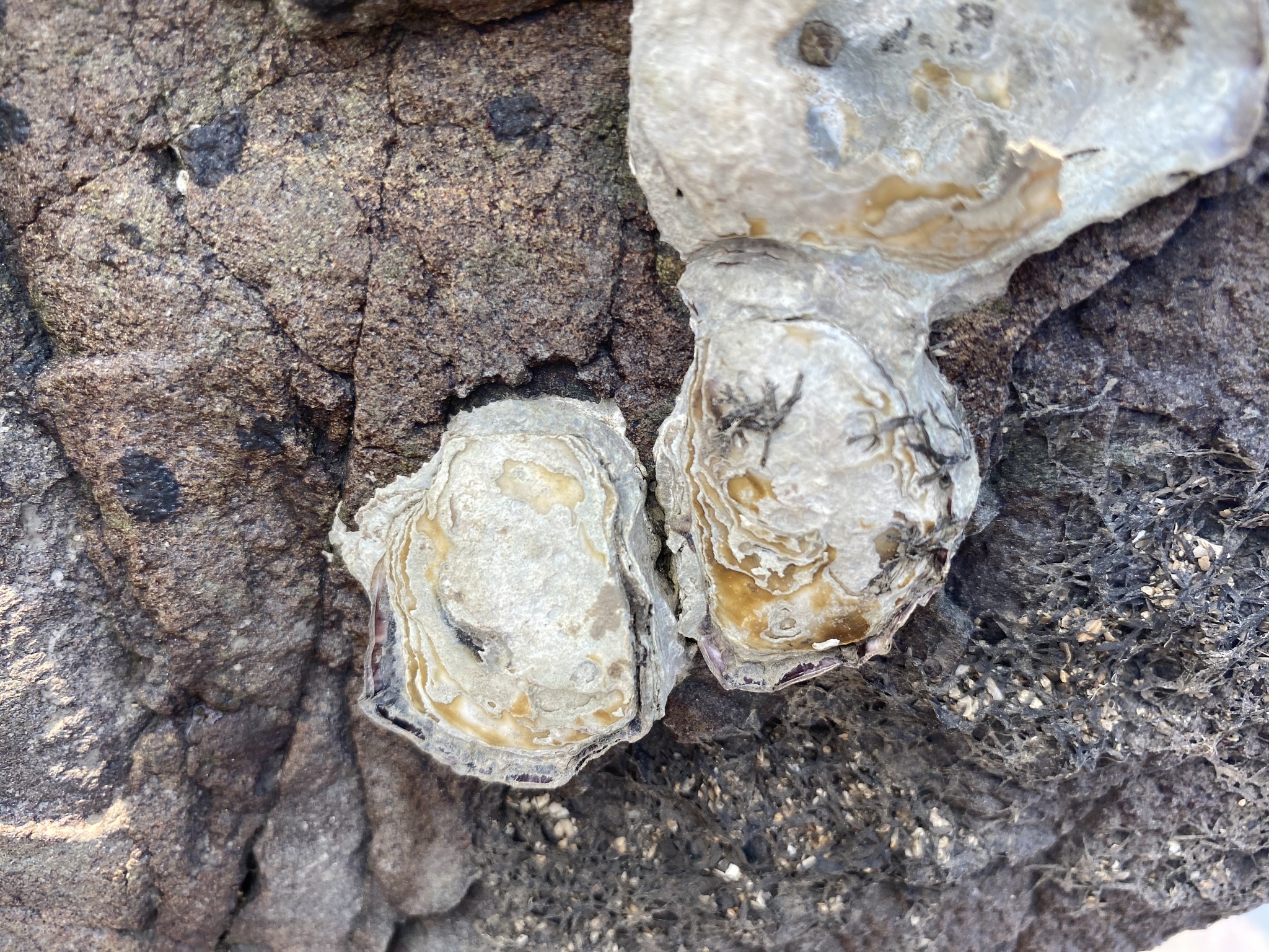 Saccostrea Dollfus & Dautzenberg, 1920