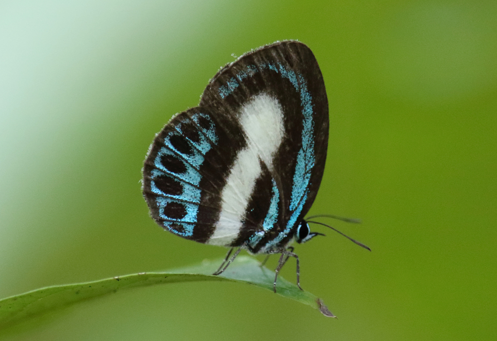 Danis regalis from Keerom Regency, Papua, Indonesia on July 27, 2015 at ...