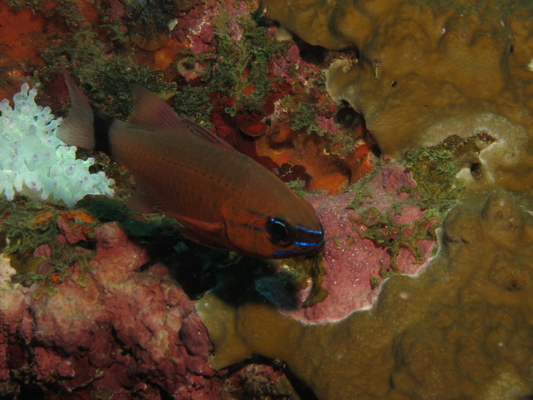 Apogonidae