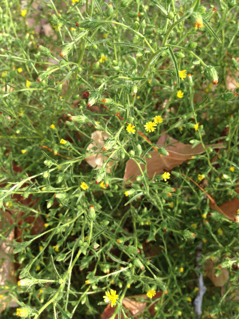 Stinkwort from Santa Clara County, US-CA, US on October 14, 2015 at 09: ...