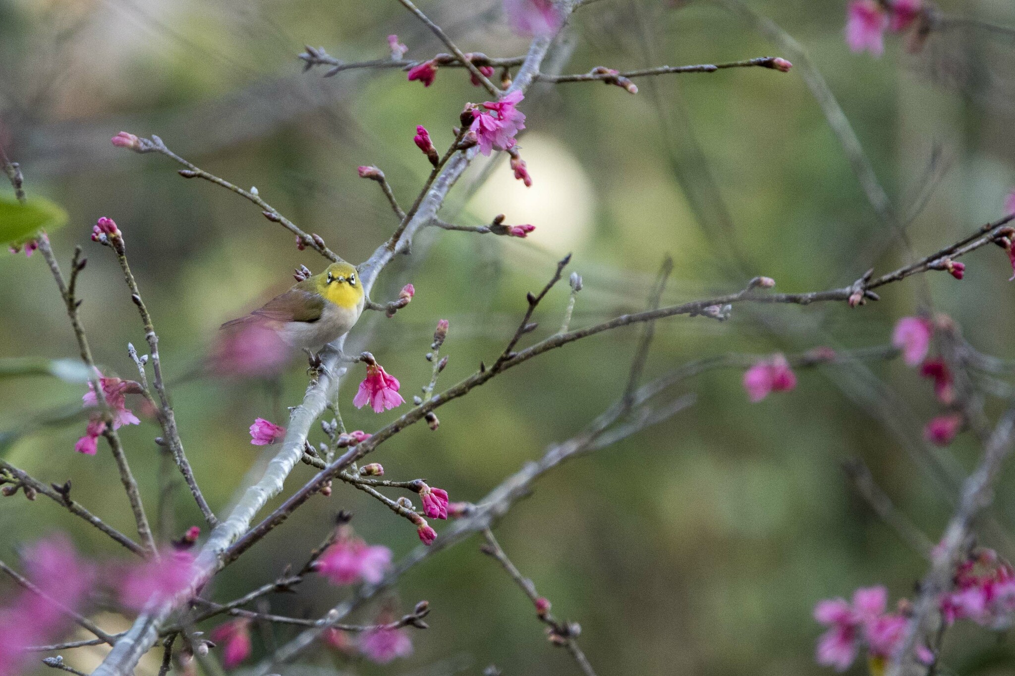 Zosterops simplex Swinhoe, 1861