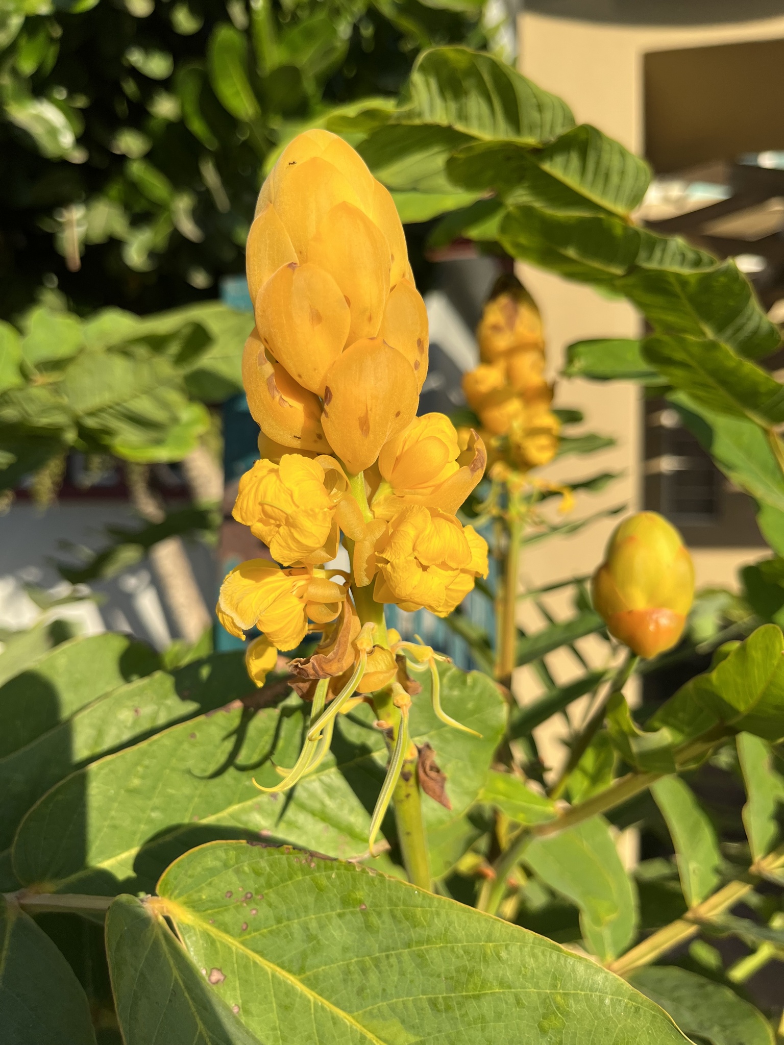 Senna alata (L.) Roxb.