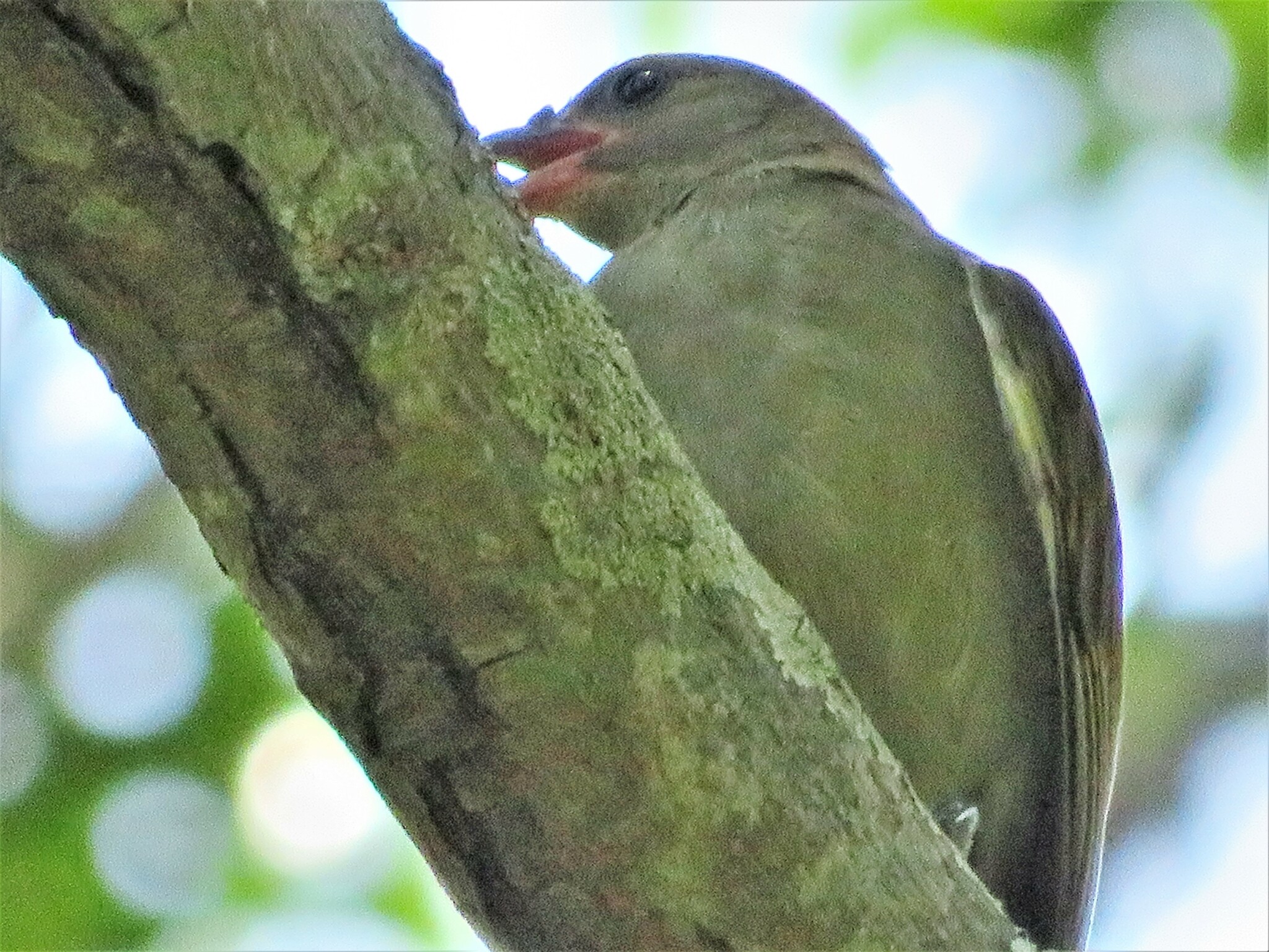 Indicator minor Stephens, 1815