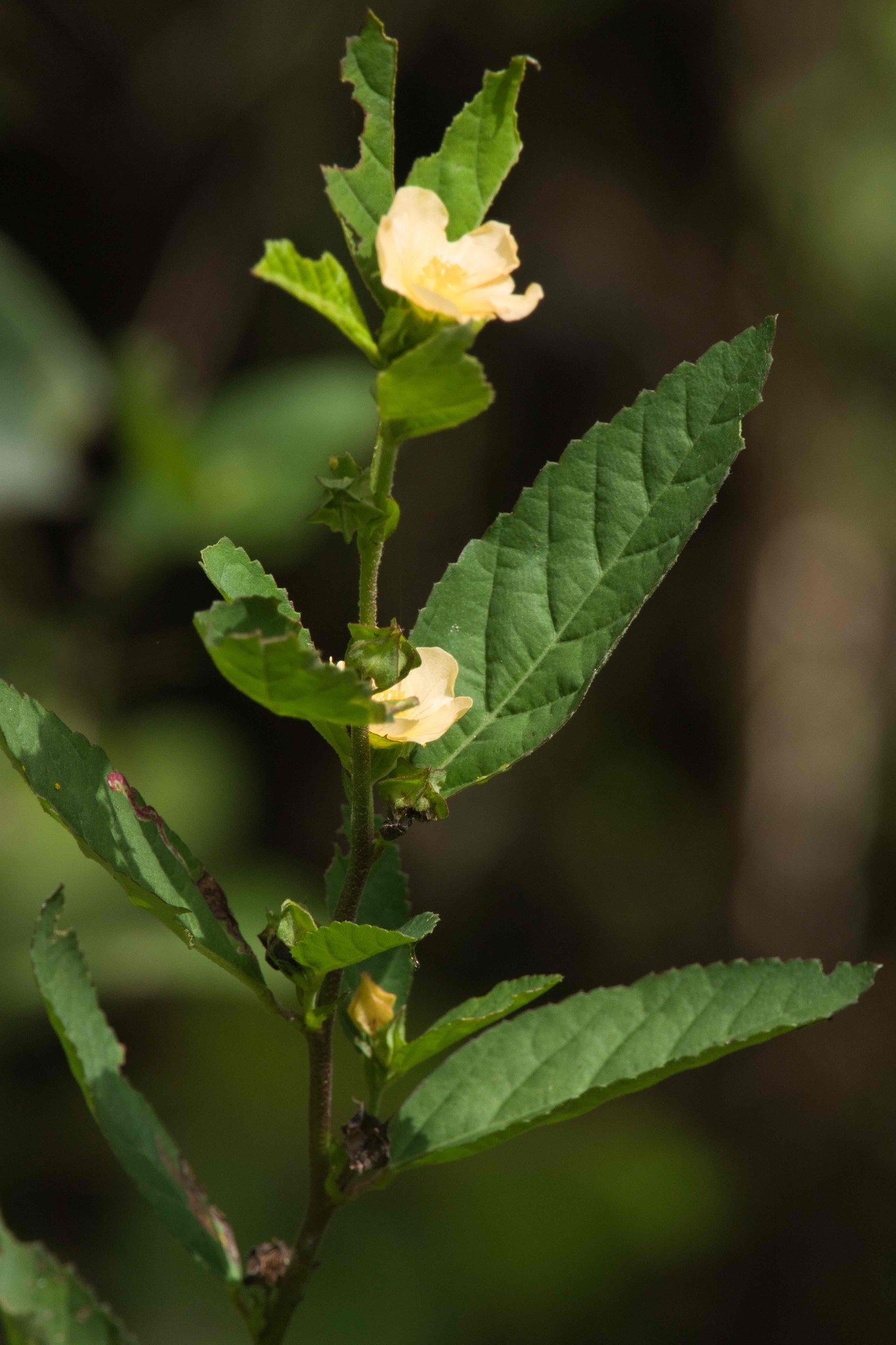 Sida acuta Burm.fil.