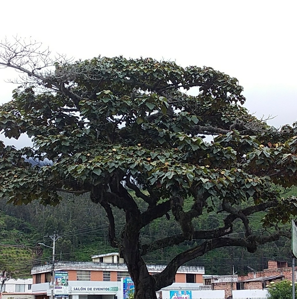 Ochroma pyramidale (Cav.) Urb.