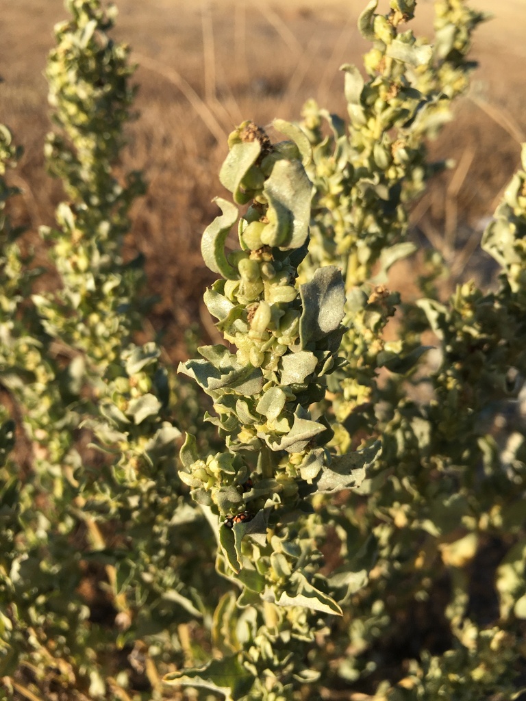 Atriplex repanda from Ruta 5 Norte, Los Vilos, Coquimbo, CL on January ...