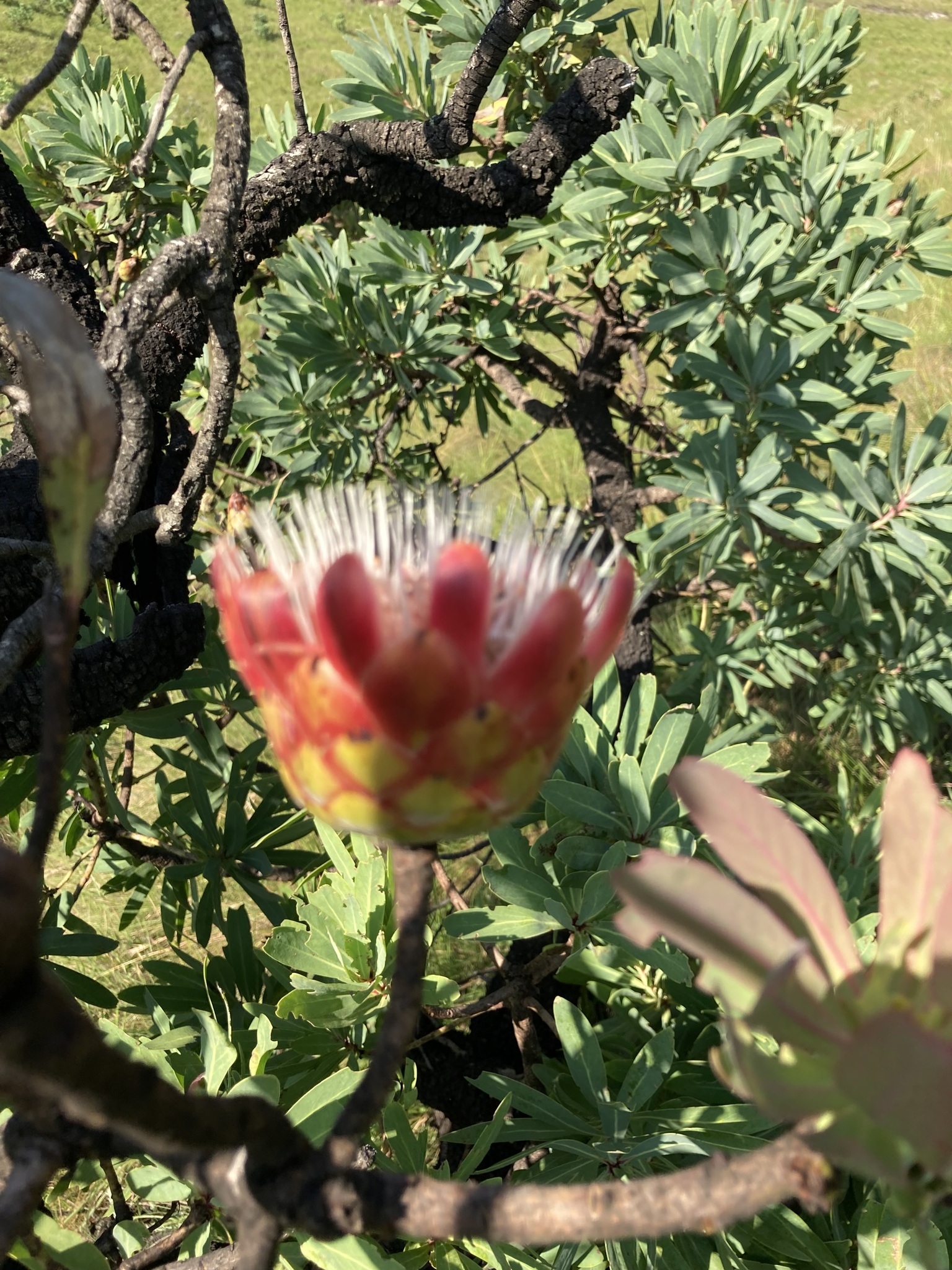 Protea caffra subsp. caffra