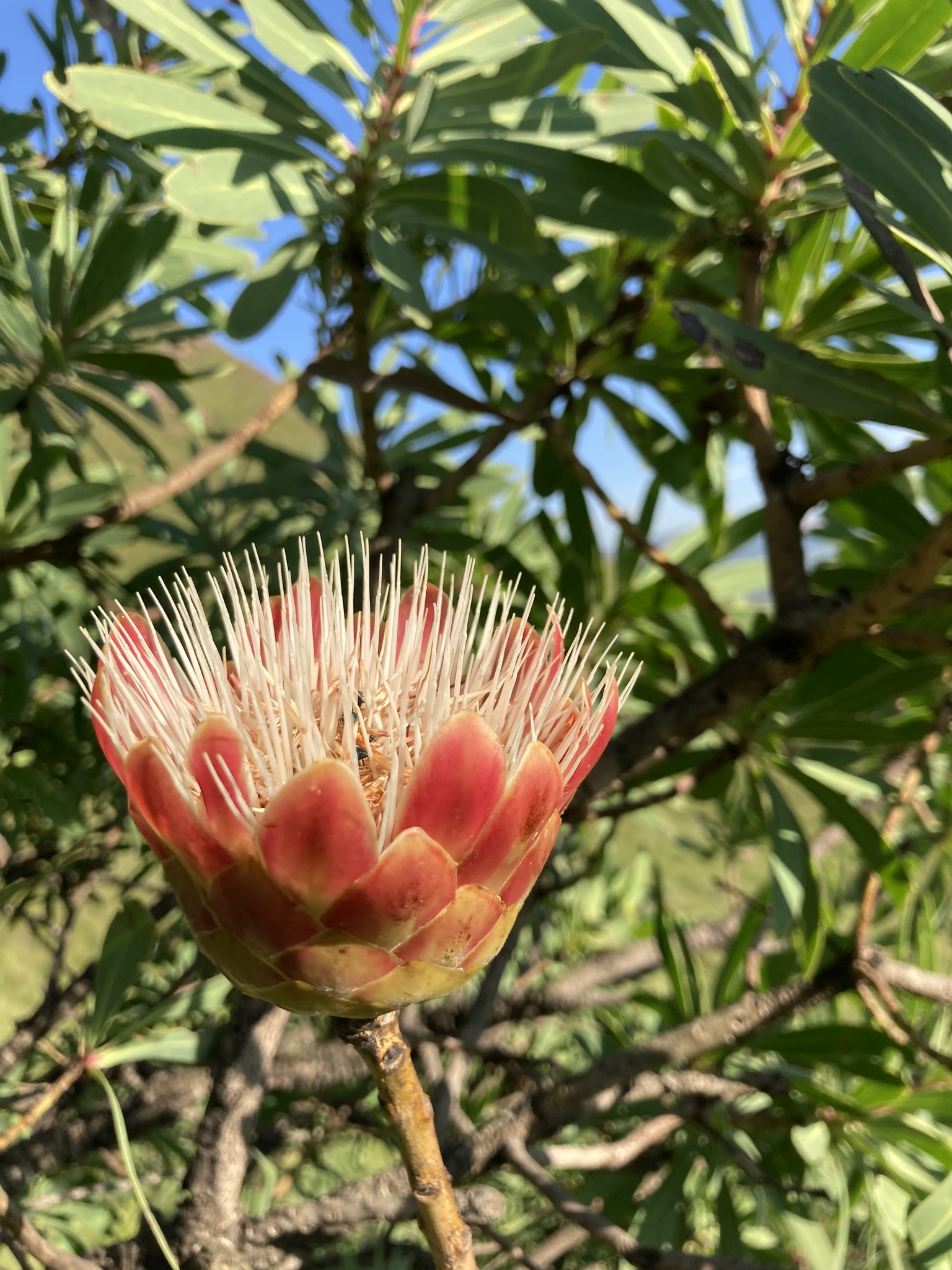 Protea caffra subsp. caffra