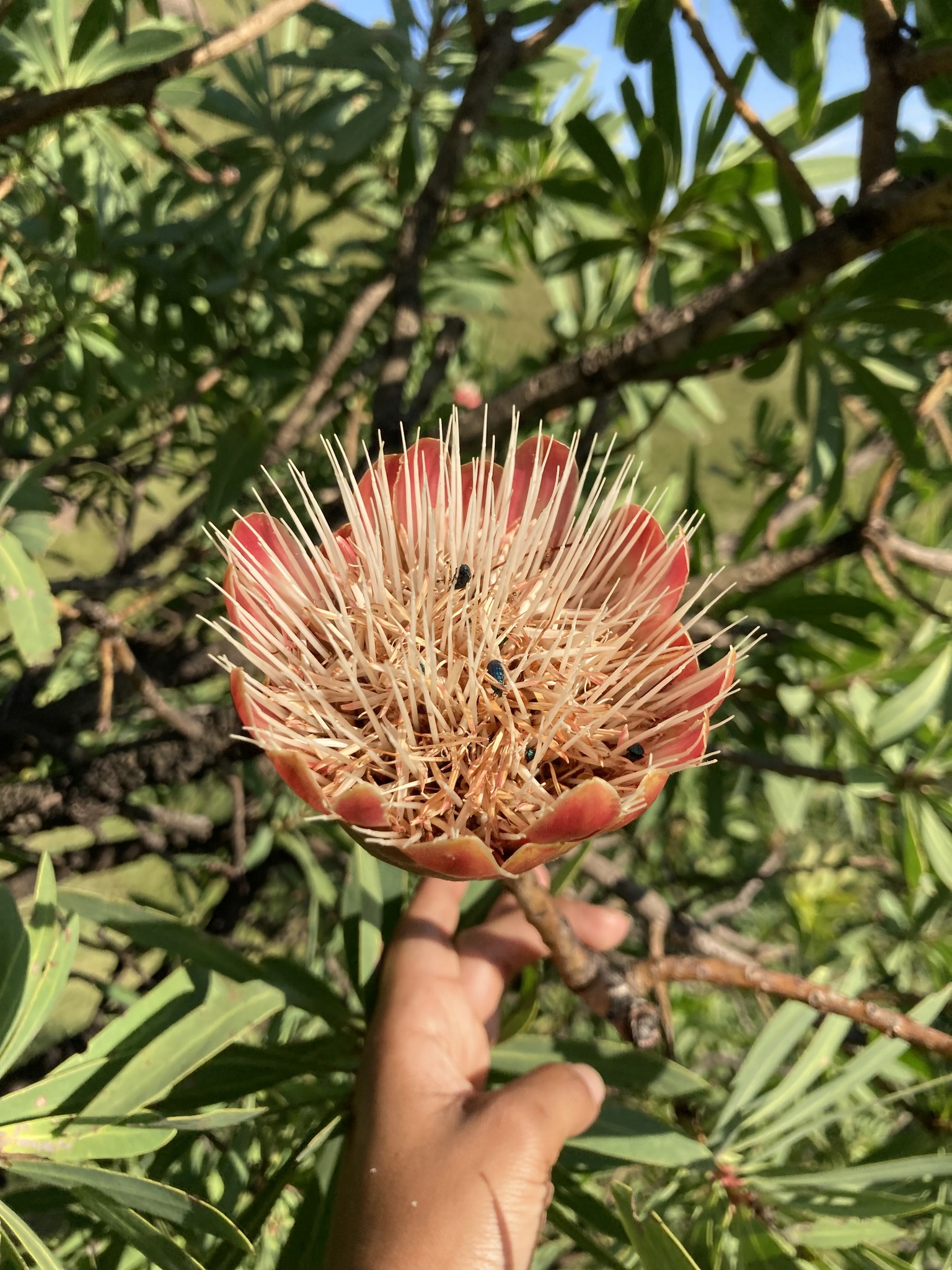 Protea caffra subsp. caffra