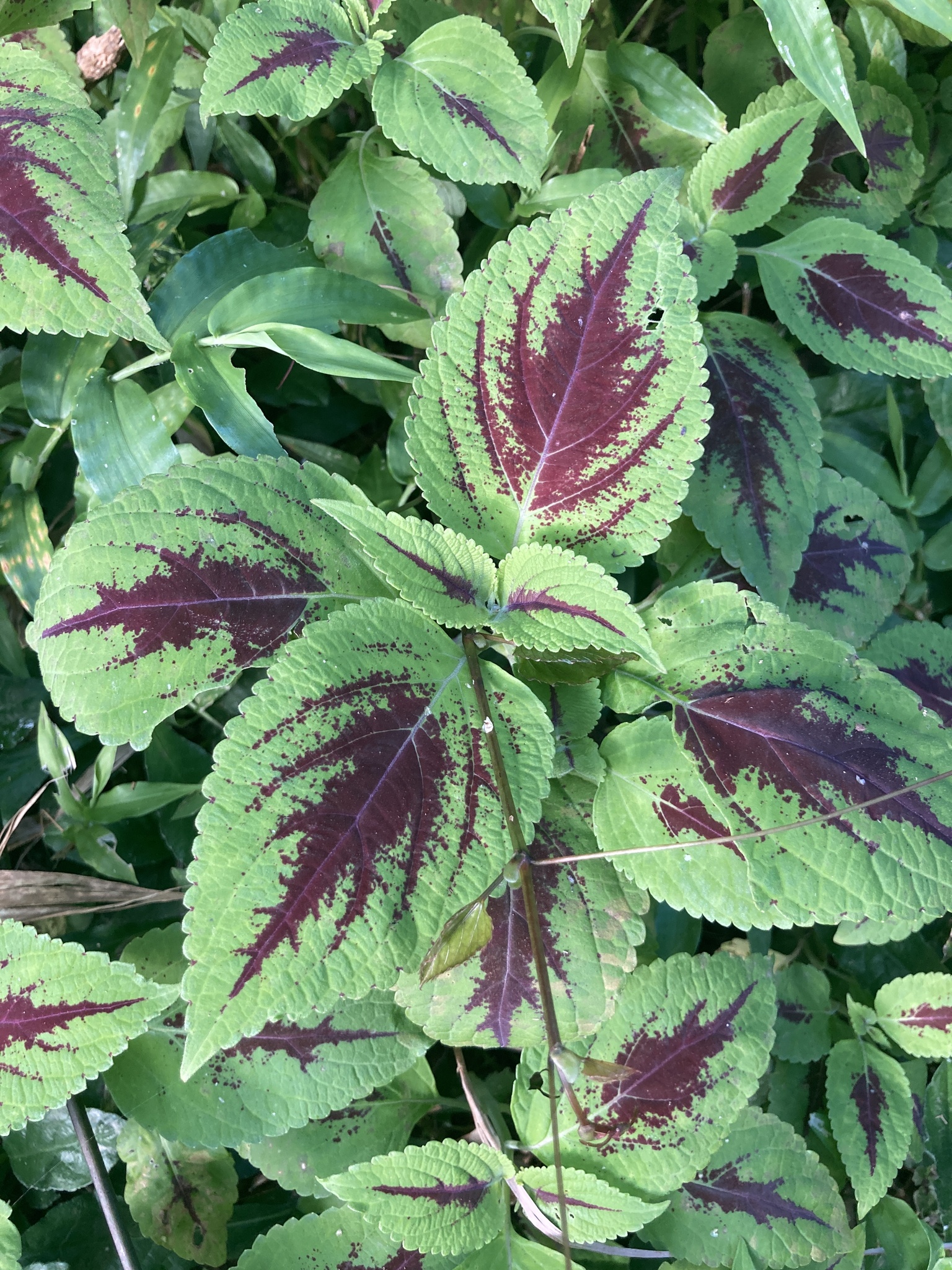Coleus scutellarioides (L.) Benth.
