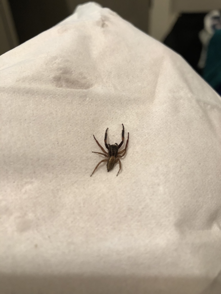 Golden-brown Jumping Spider from 34 Rathmore Street, West End ...