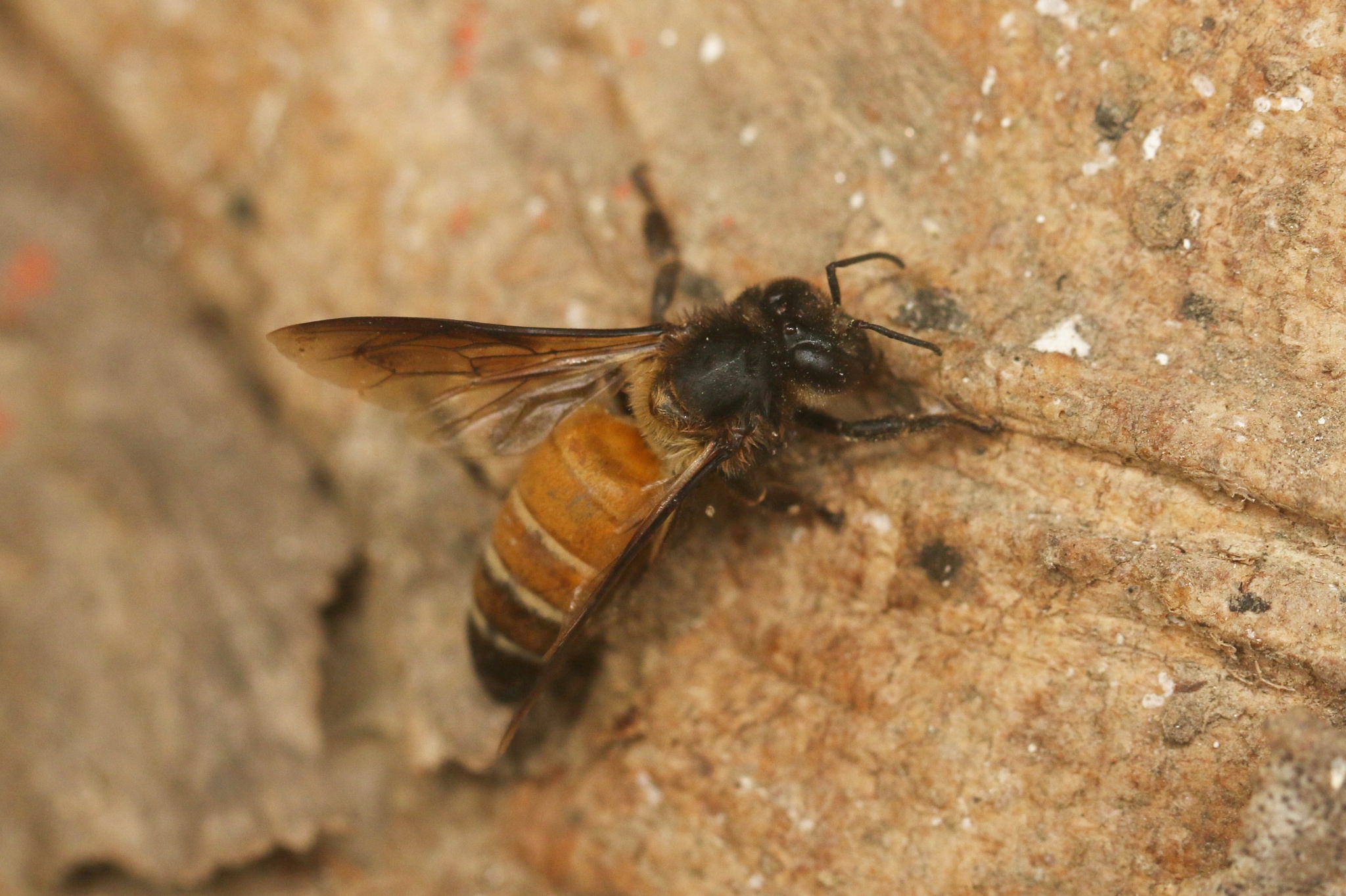 Apis dorsata Fabricius, 1793