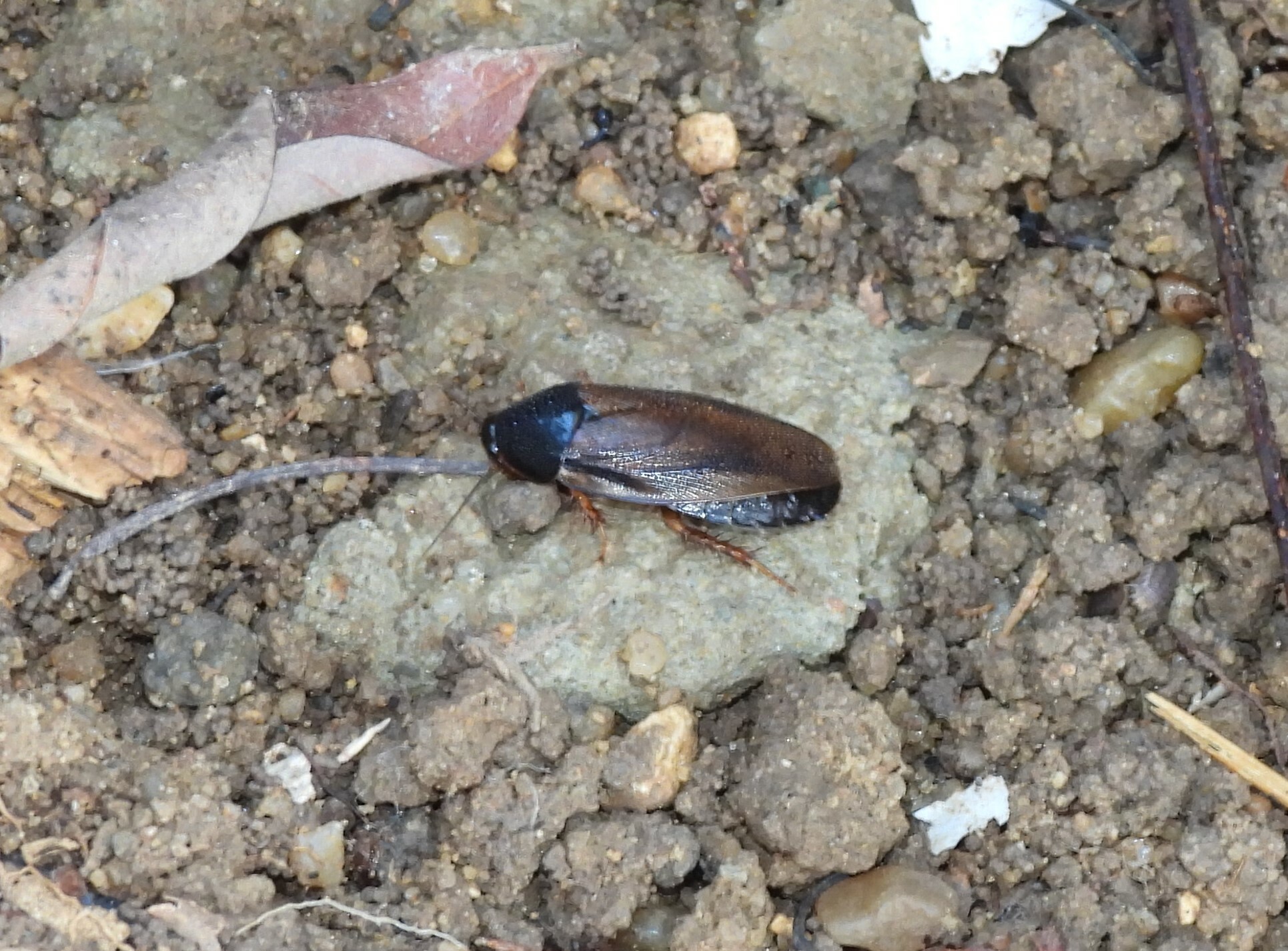 Pycnoscelus surinamensis (Linnaeus, 1758)