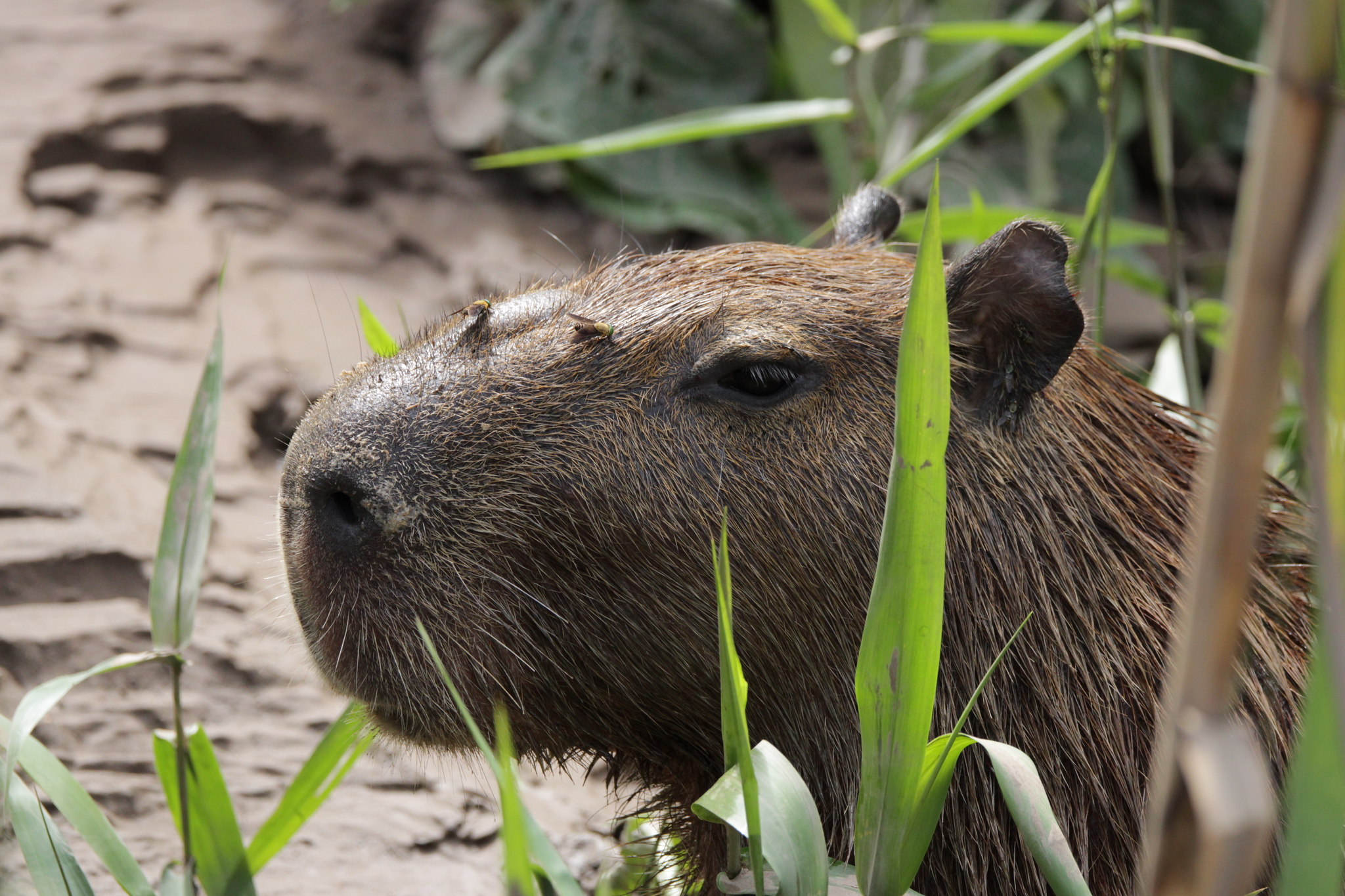 Hydrochoerus hydrochaeris (Linnaeus, 1766)