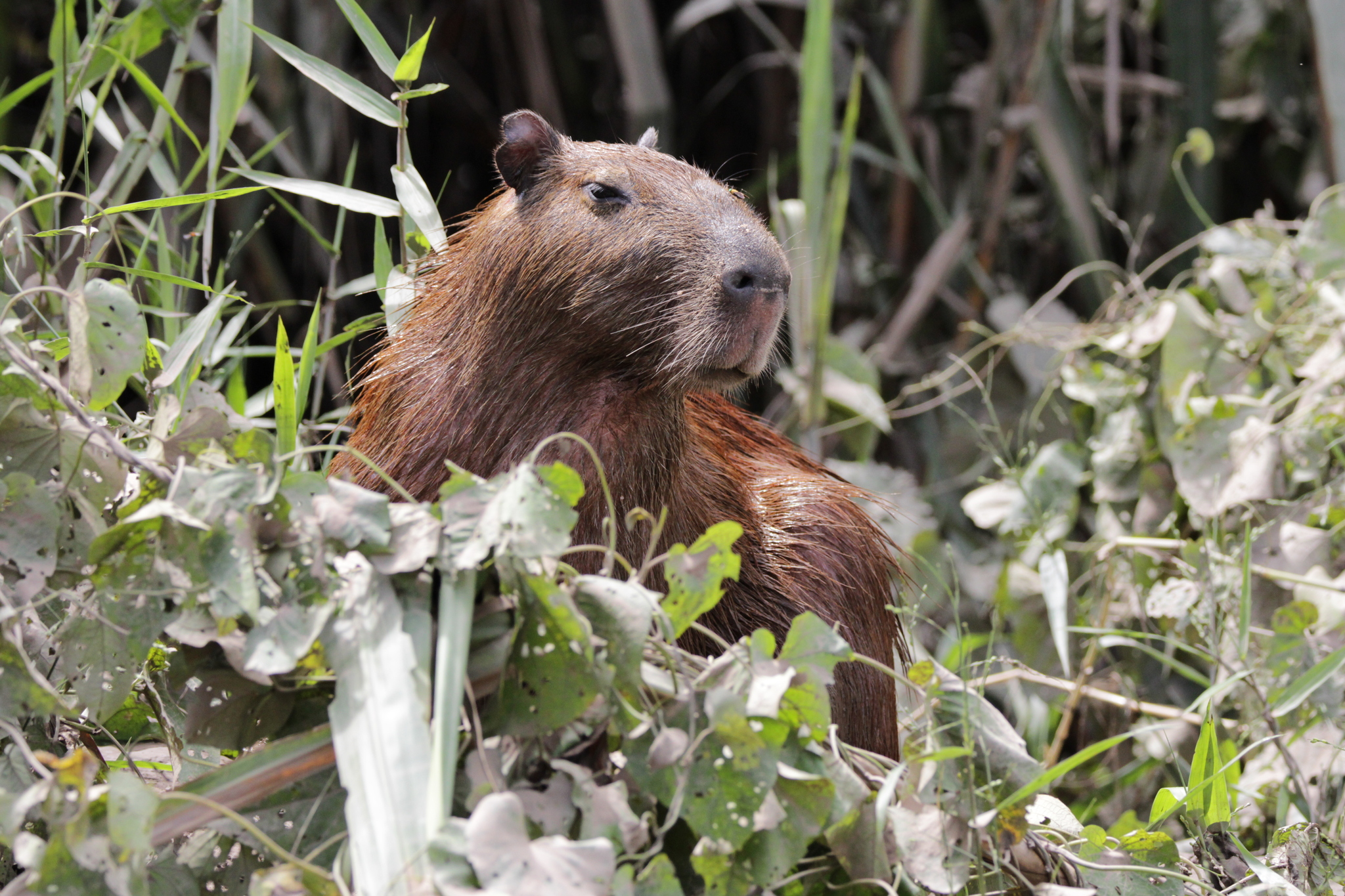 Hydrochoerus hydrochaeris (Linnaeus, 1766)