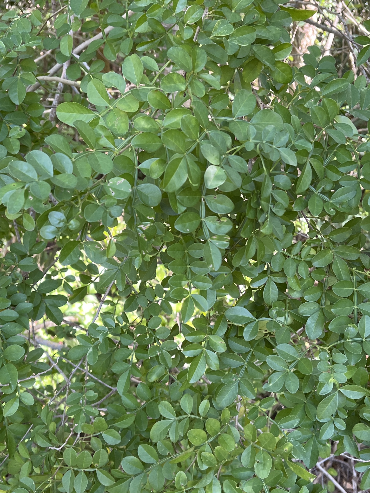 Zanthoxylum fagara (L.) Sarg.